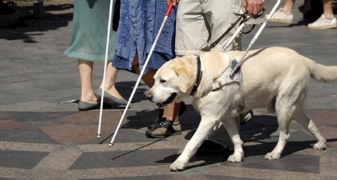 How Guide Dogs Empower the Blind and Visually Impaired - Eyecare Center ...